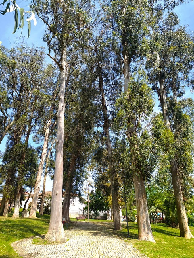 Serene Path through a Sundappled Eucalyptus Grove. Tall, Slender Trees ...