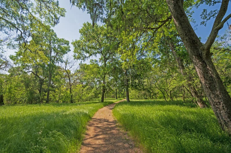 Serene Path Under the Live Oaks Stock Photo - Image of brazos, ecology ...