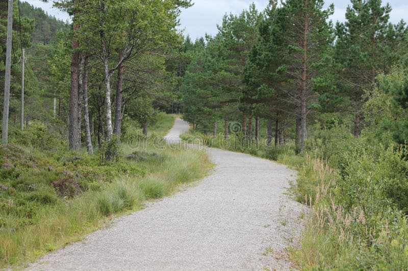 Serene Forest Path with Lush Greenery Stock Photo - Image of green ...