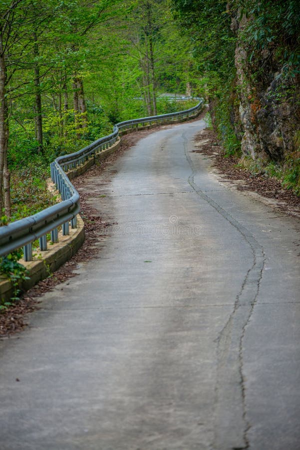 Serene Pathway: a Beautiful Road through Dense Nature Stock Image ...