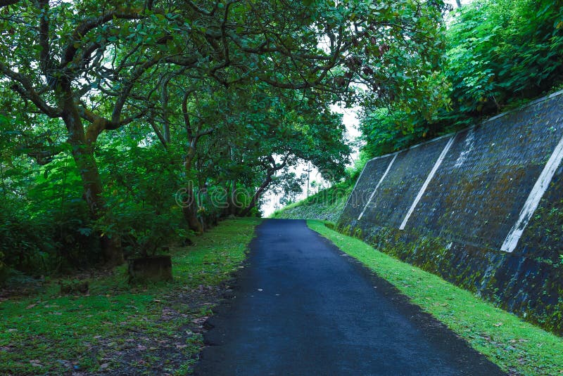 Serene Pathway in a Lush Green Forest with Overarching Trees Stock ...