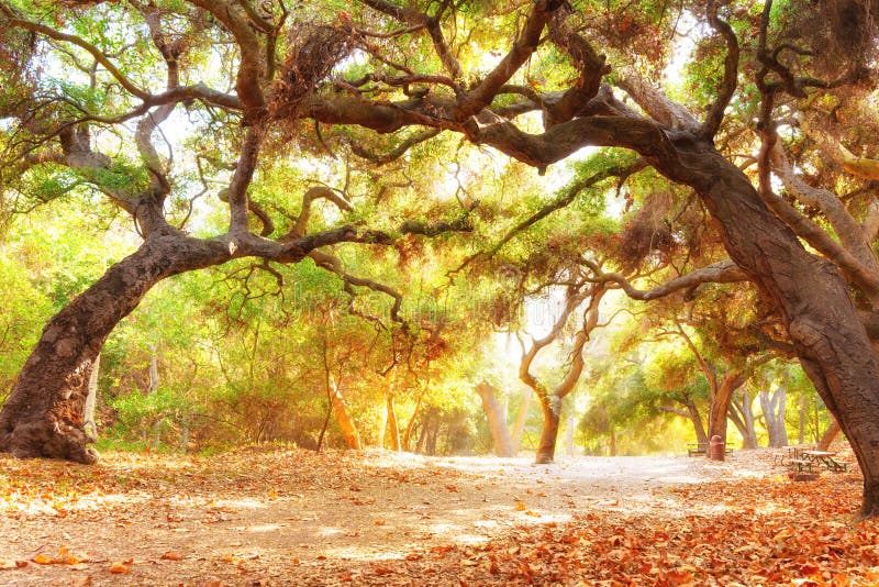 Lush Green Pathway Surrounded Arching Trees Serene Park Setting Stock ...