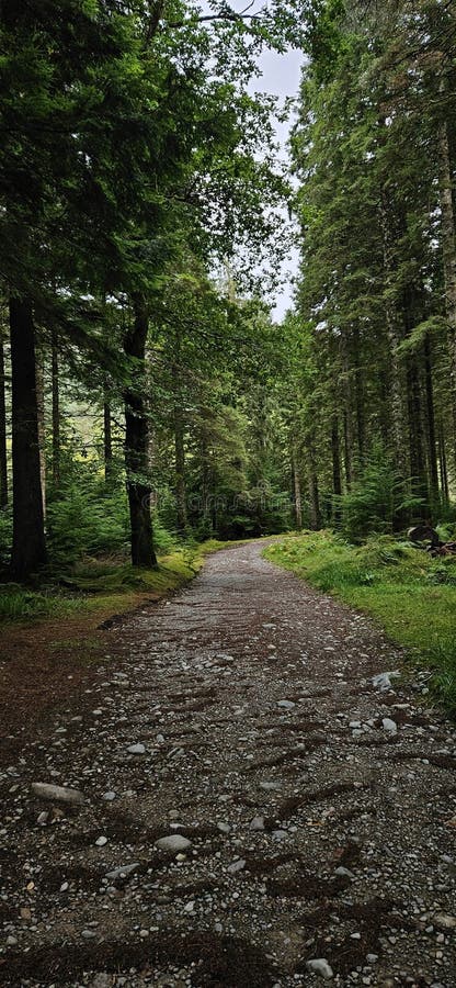 A Serene Pathway Meanders Throught the Majestic Torc Forest, Embraced ...