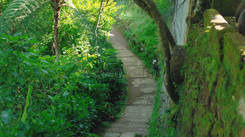 Lush Greenery Lines a Walkway in a Charming Residential Area Under a ...