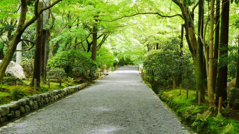 Serene Pathway of White Pebbles in an Asian Forest with Sunlit Foliage ...