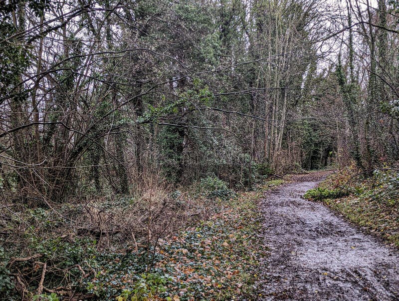 Serene Pathway Winds Its Way through a Lush Forest Stock Photo - Image ...