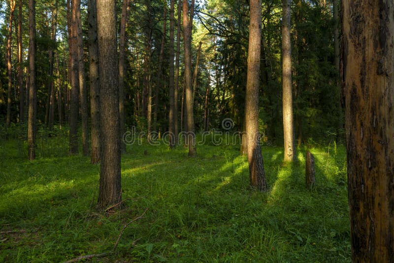 Sunlit pine forest stock photo. Image of nature, landscape - 328196884