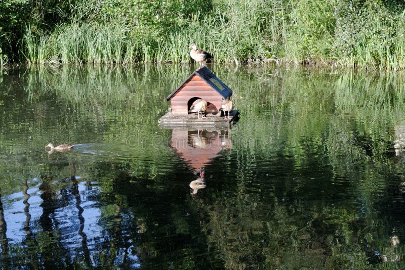 Serene Pond Scene stock image. Image of flight, birdwatching - 75947861