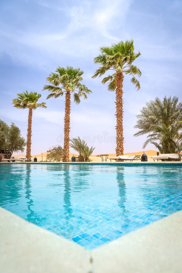Serene Poolside View with Palm Trees in Desert Setting. Stock Photo ...