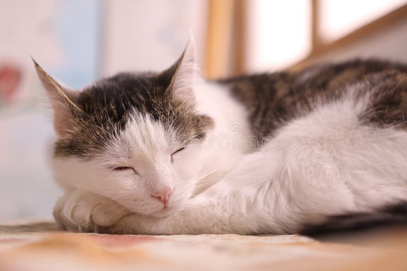 Serene Quiet Cat Napping after Dinner Close Stock Image - Image of digesting, closeup: 114982409