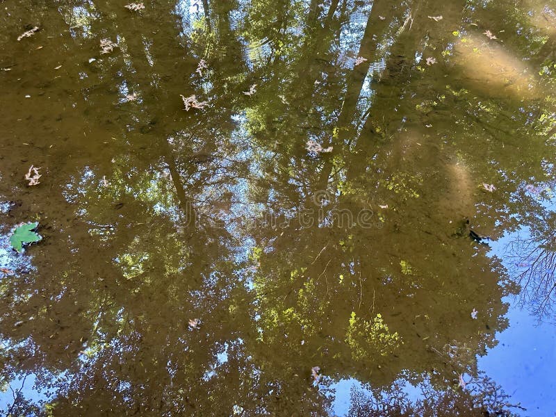 Serene Reflection of Forest Canopy on Calm Water Surface with Floating ...