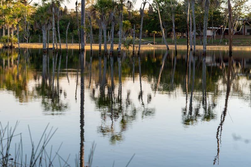Serene Reflection Palm Trees Calm Lake Sunset Surrounded Lush Greenery ...