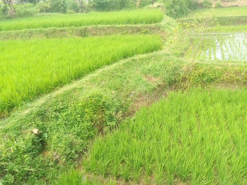 Serene Rice Fields stock photo. Image of indonesia, countryside - 394290300