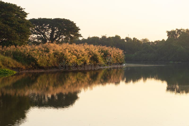 Serene River Scene with Misty Morning Fog and Lush Greenery Stock Photo ...
