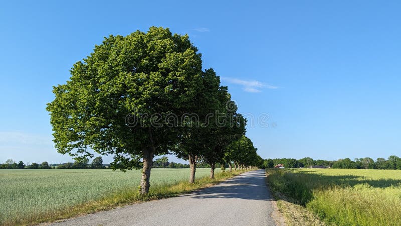 Serene Rural Landscape Featuring a Road Lined with Green Trees. Stock ...
