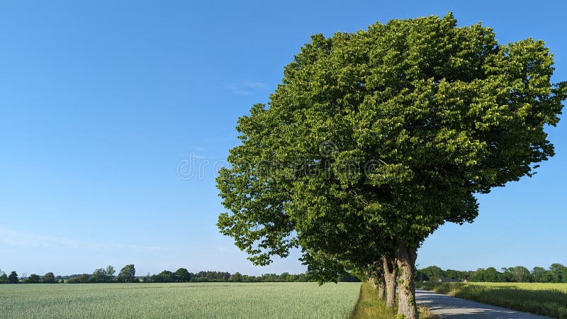 Serene Rural Landscape Featuring a Road Lined with Green Trees. Stock ...
