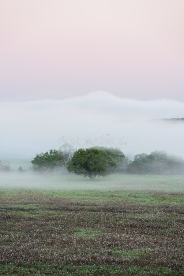 Serene Scene of Big Green Trees in Distant Fog at Summer Dawn Copy ...
