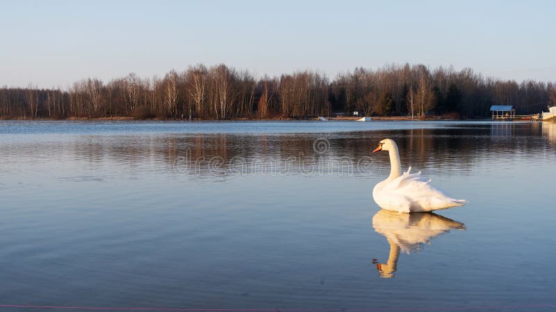 A Serene Scene of a Swan Gliding on a Tranquil Lake at Sunset in Early ...