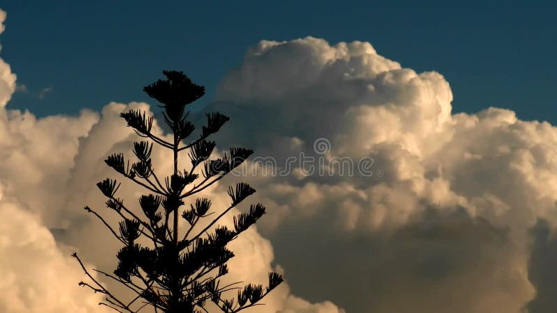 The Sunset Backlight on the Pine Tree Branches Stock Video - Video of ...