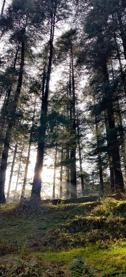 Serene Scenery of Forests with Long Trees Stock Photo - Image of grove ...