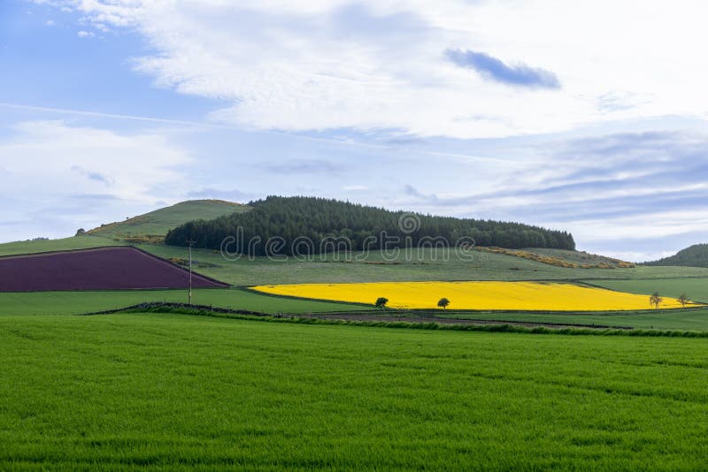 A Bright Rapeseed Bloom Highlights the Serene Scottish Countryside ...