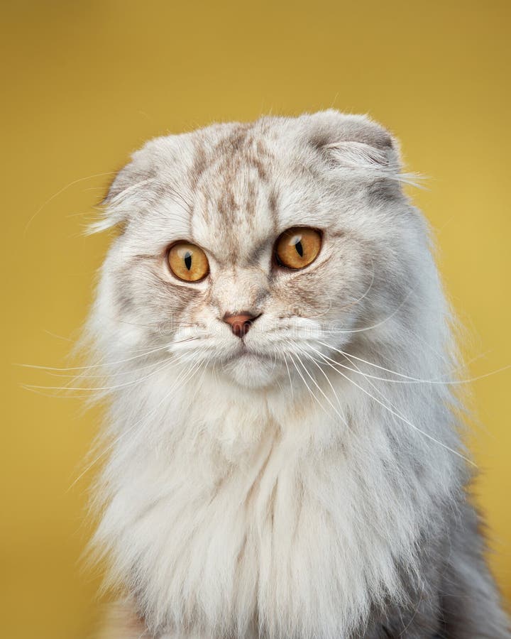 A Serene Scottish Fold Cat Exhibits Its Unique Folded Ears and Plush ...