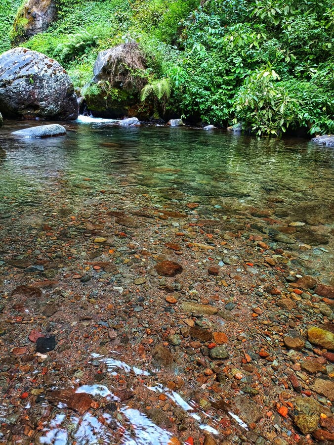 A Serene, Shallow Stream Flows through a Lush, Forested Area. Stock ...