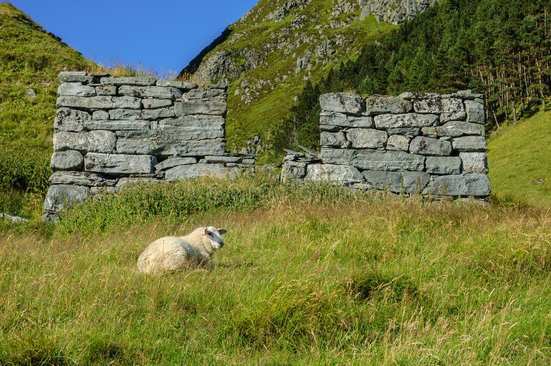 A Serene Sheep Resting in the Grass by a Stone Wall Stock Photo - Image ...