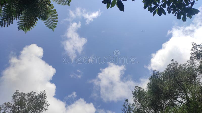 Serene Sky View through Tree Canopy Stock Image - Image of undefined ...