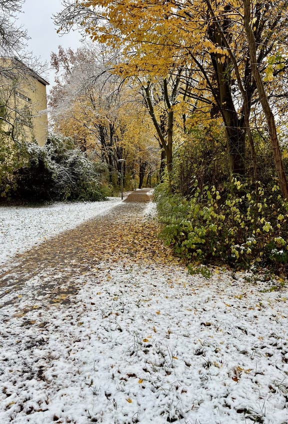 Serene Snowy Path in Central Park during Autumn Stock Photo - Image of ...