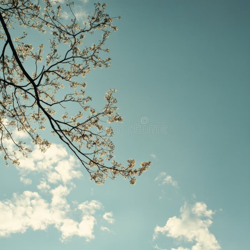 Serene Spring Blossoms: Branch and Sky Stock Illustration ...
