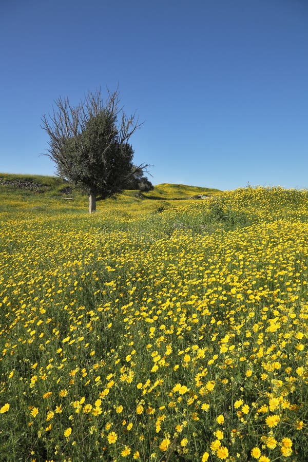 A serene spring day stock photo. Image of morning, blue - 20649966