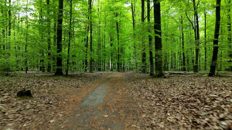 A Serene Spring Forest Path Lined with Lush Green Trees Stock Video ...