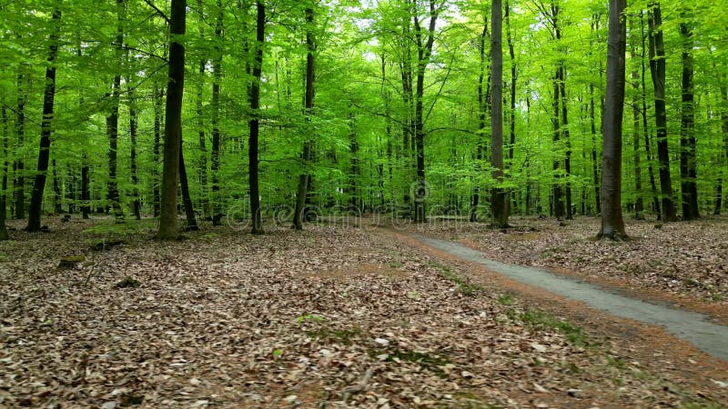 A Serene Spring Forest Path Lined with Lush Green Trees Stock Video ...