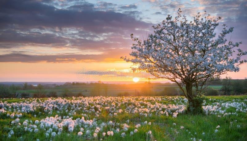 Serene Spring Landscape with a Blooming Tree and a Vibrant Sunrise ...