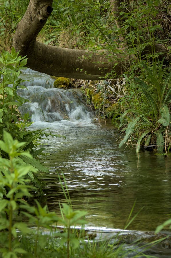 A Serene Stream Flows Gently Under a Curved Tree Branch. Stock Photo ...