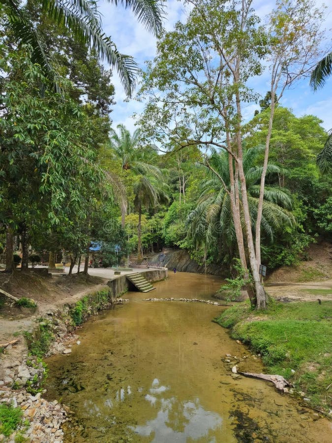 Serene Tropical Stream Flows Lush Palm Trees Stock Photos - Free ...