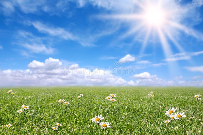 Serene Sunny Field Meadow in Spring Stock Photo - Image of colorful ...