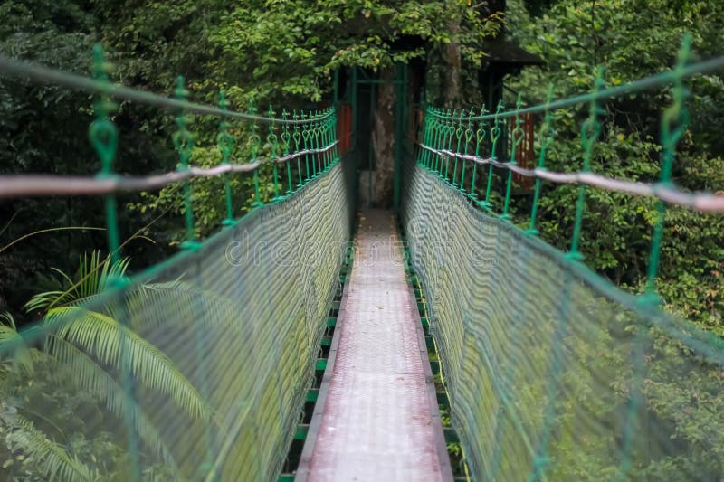 A Serene Suspension Bridge Stretches through a Misty Green Forest ...