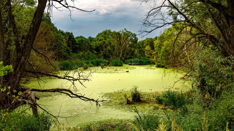 Serene Swamp with Green Foliage Under a Cloudy Sky, Creating a Tranquil ...