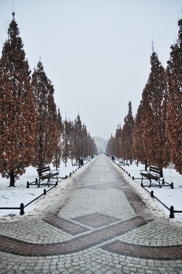 A Serene and Symmetrical View of a Pathway Lined with Benches and Tall ...