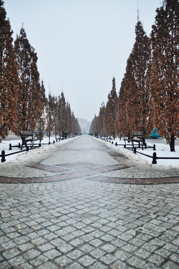 A Serene and Symmetrical View of a Pathway Lined with Benches and Tall ...