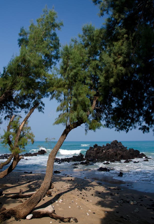 Serene Tree at Entry To Puako Beach Stock Photo - Image of seascape ...