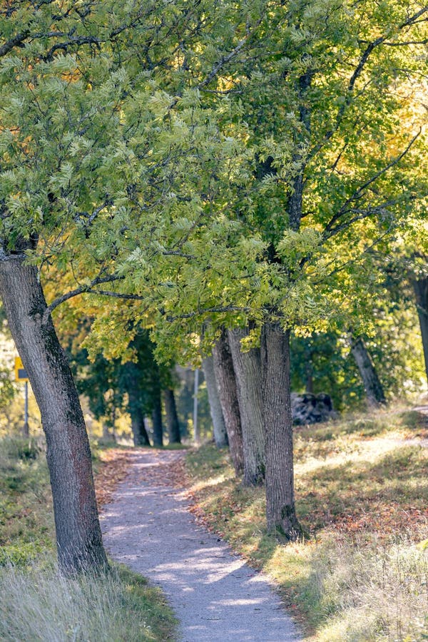 Serene, Tree-lined Path Winding through a Tranquil Wooded Area Stock ...