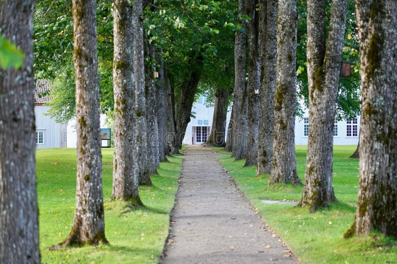 Serene Tree-lined Pathway Leading To a White Building. Stock Photo ...