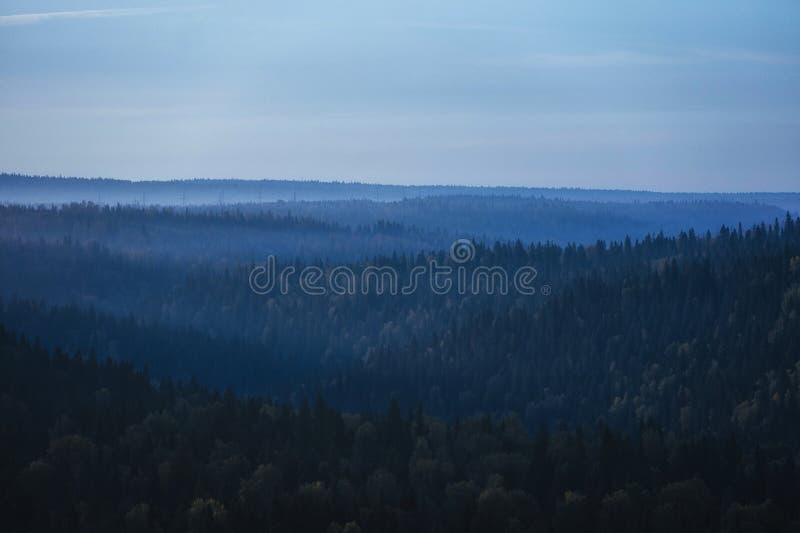 A Serene View of a Dense Forest Blanketed in Mist, with Subtle Shades ...
