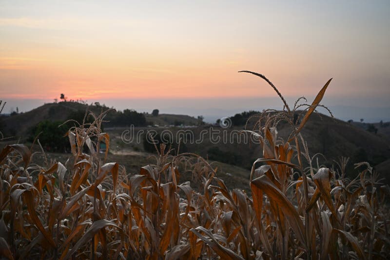 Serene View of Dried Cornfield with a Rural Hillside Landscape at ...
