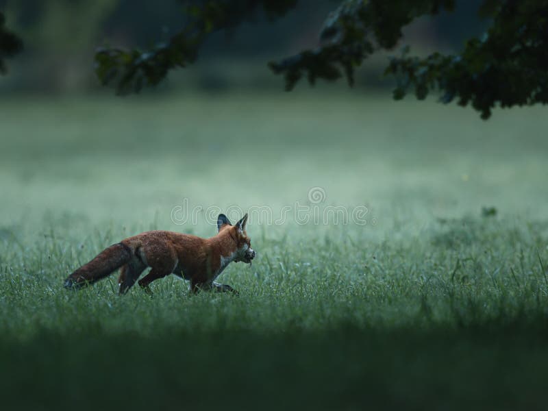 Serene View of a Fox Standing in a Foggy Forest with Trees Stock Image ...