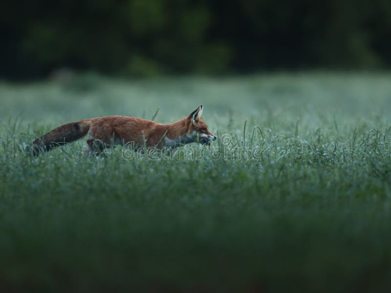 Serene View of a Fox Standing in a Foggy Forest with Trees at Night ...