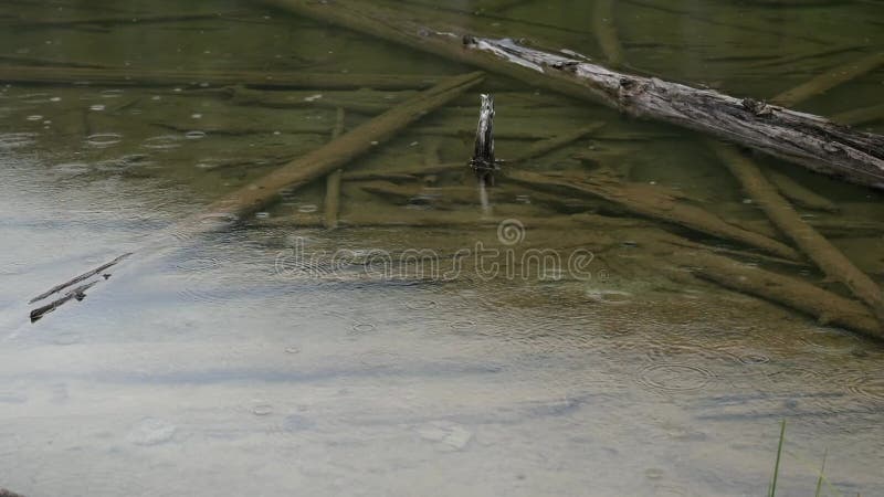 Serene View of Rain Drops Falling into a Lake Stock Footage - Video of ...